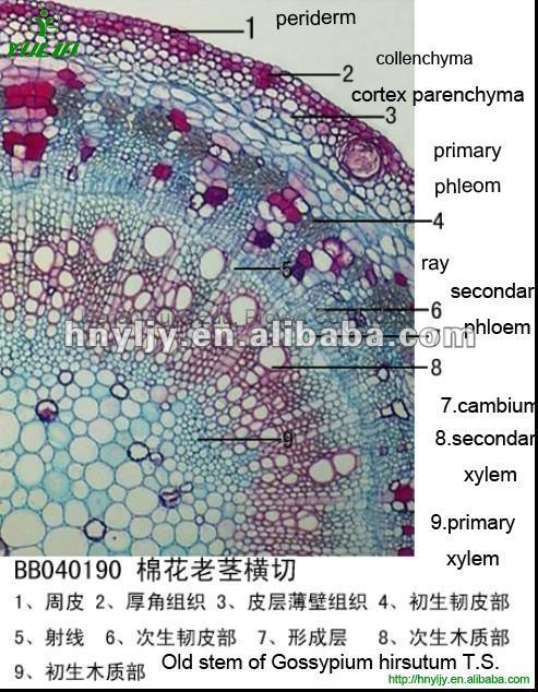 Botany Prepared Slides,Young Stem Of Tilia T.s.(show Primary Structure ...