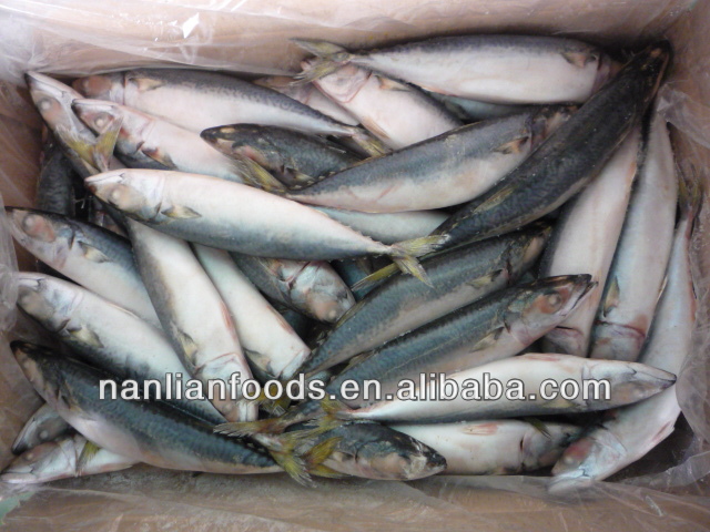 Frozen Fish For All Types Of Seafood - Buy All Types Of Seafood,Frozen ...