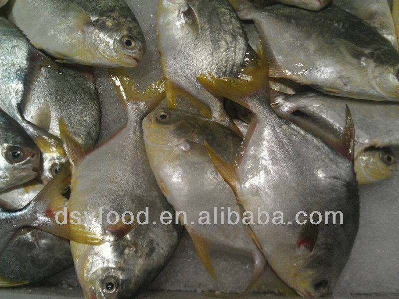 Farming Golden Pomfret /golden Fish - Buy Frozen Golden Pompano Fish ...